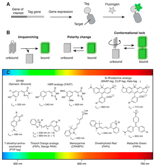 Fluorogenic Labeling Strategies for Biological Imaging