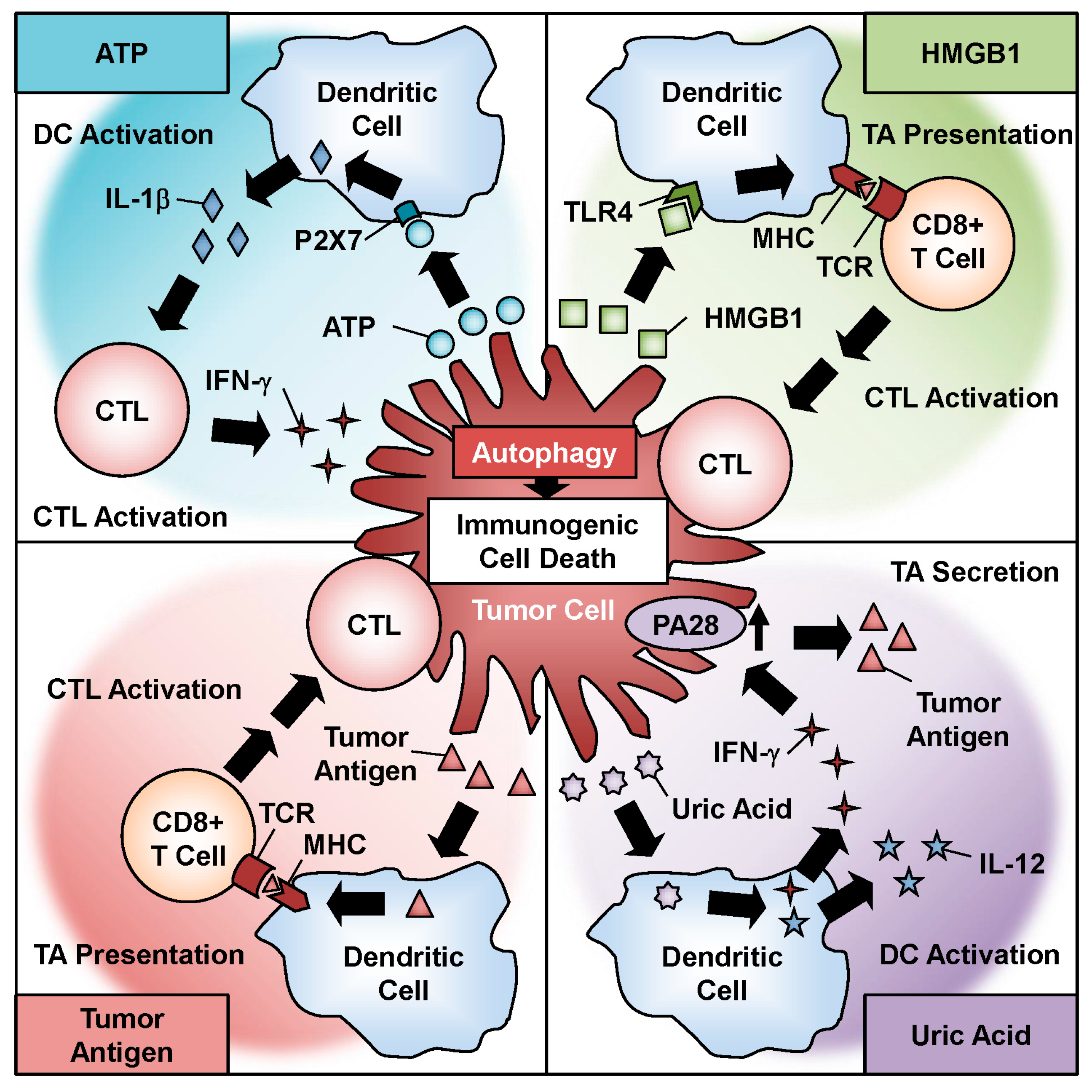IJMS | Free Full-Text | Impact of Autophagy in Oncolytic Adenoviral ... IJMS | Free Full-Text | Impact of Autophagy in Oncolytic Adenoviral ...