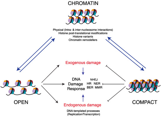 Chromatin Dynamics in Genome Stability: Roles in Suppressing Endogenous ...