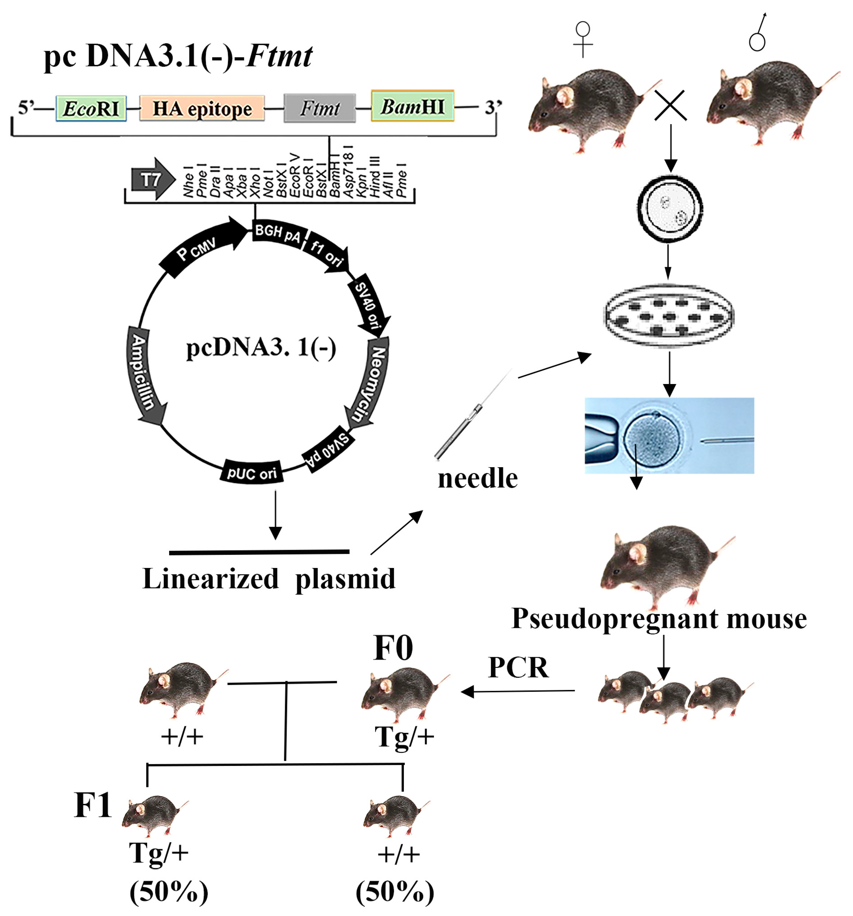 Ijms Free Full Text The Construction And Characterization Of