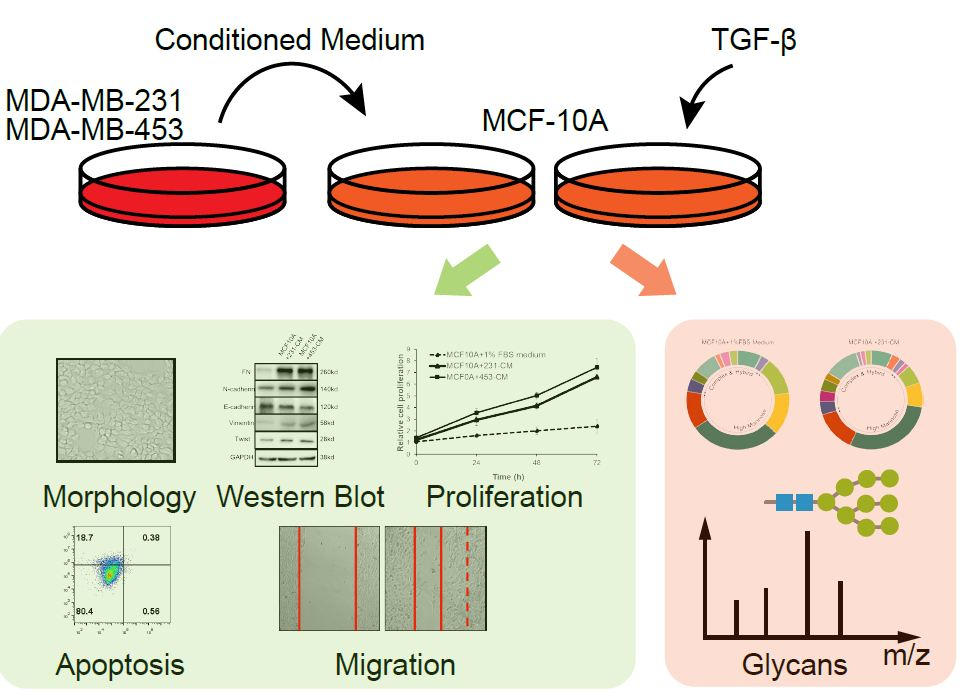 IJMS | Free Full-Text | Conditioned Medium from Malignant Breast Cancer ...