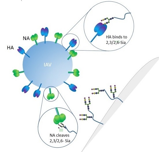 Ijms Free Full Text The Interplay Between The Host Receptor And