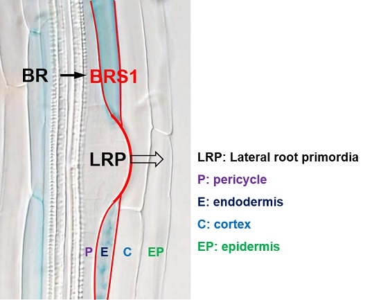 IJMS | Free Full-Text | BRS1 Function in Facilitating Lateral Root ...