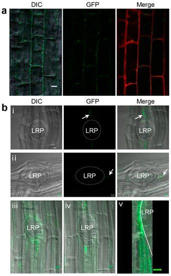 BRS1 Function in Facilitating Lateral Root Emergence in Arabidopsis