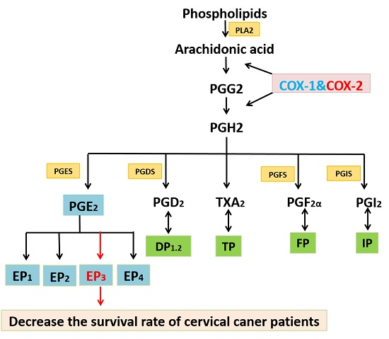 IJMS | Free Full-Text | The Prostaglandin EP3 Receptor Is an ...