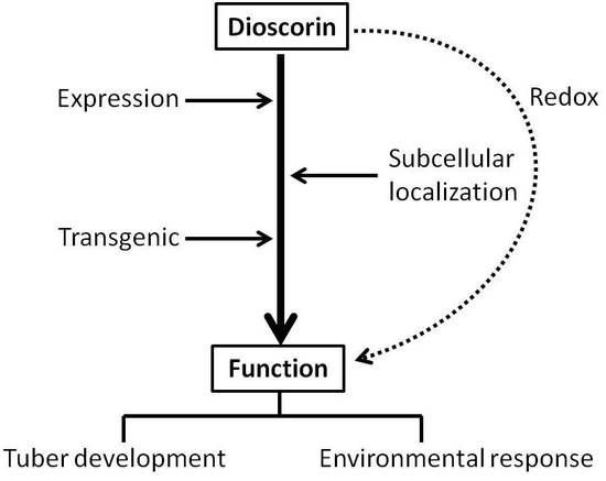 IJMS | Free Full-Text | Characterization of the Dioscorin Gene Family ...