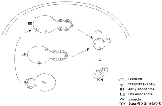 IJMS | Free Full-Text | Updated Insight into the Physiological and ...