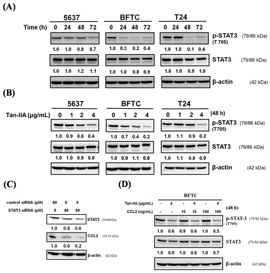 IJMS | Free Full-Text | Tanshinone IIA Inhibits Epithelial-Mesenchymal ...
