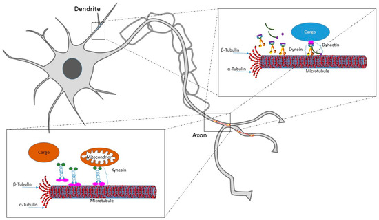 IJMS | Free Full-Text | Potential Role of Microtubule Stabilizing ...