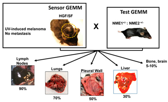 The HGF/SF Mouse Model of UV-Induced Melanoma as an In Vivo Sensor for ...