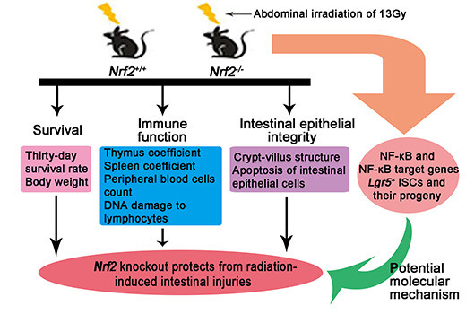 IJMS | Free Full-Text | Nrf2-Knockout Protects from Intestinal Injuries ...