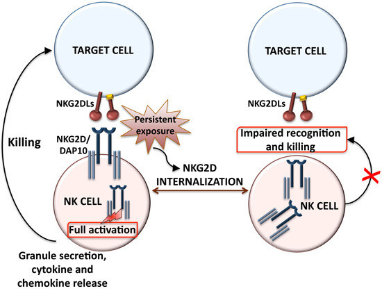 Ijms Free Full Text Regulation Of Nkg2d Dependent Nk Cell Functions