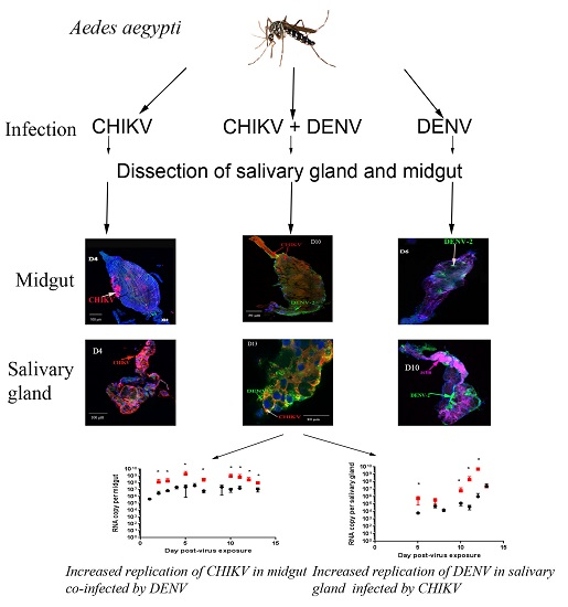 IJMS | Free Full-Text | Co-Infection of Mosquitoes with Chikungunya and Dengue Viruses Reveals ...