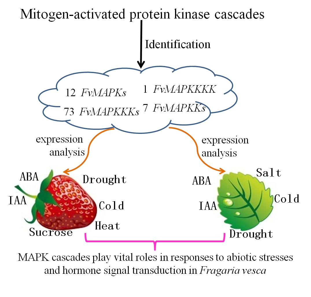 IJMS | Free Full-Text | Identification and Analysis of Mitogen-Activated Protein Kinase (MAPK ...