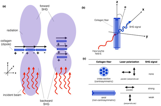 IJMS | Free Full-Text | Imaging Collagen in Scar Tissue: Developments ...