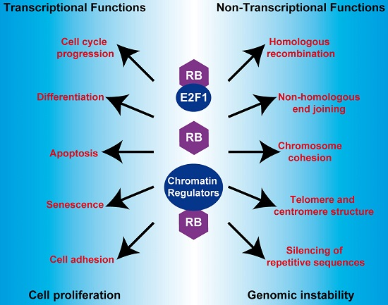 IJMS | Free Full-Text | The Retinoblastoma (RB) Tumor Suppressor ...