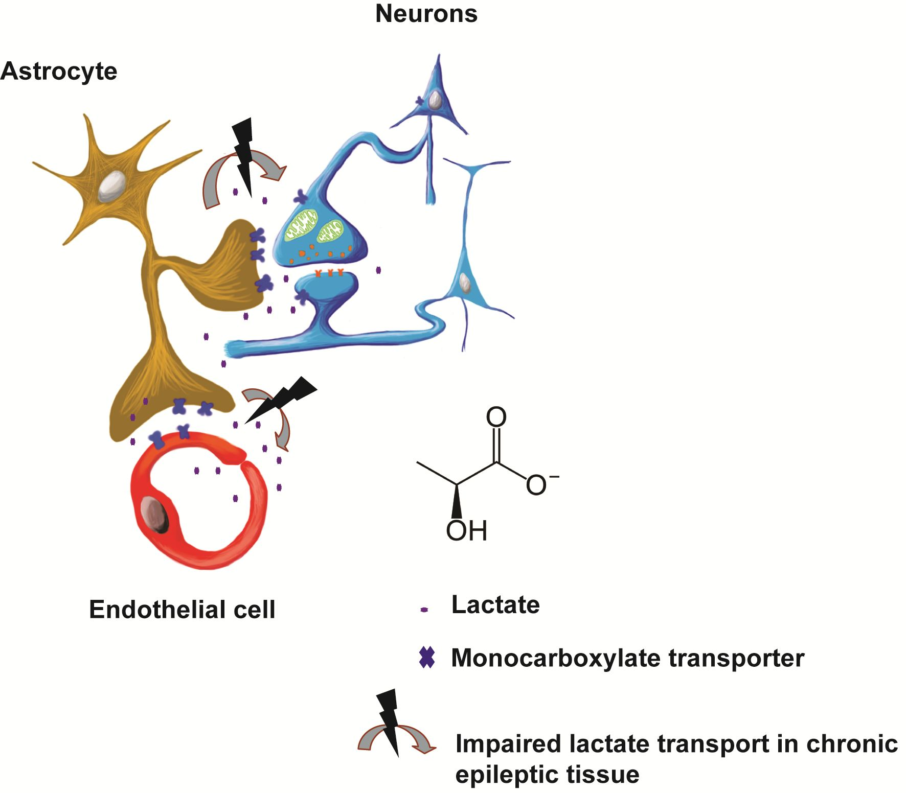 IJMS | Free Full-Text | Contribution of Intrinsic Lactate to ...