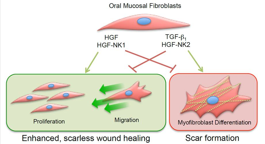 IJMS | Free Full-Text | Hepatocyte Growth Factor Mediates Enhanced ...