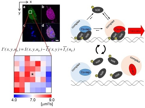 IJMS | Free Full-Text | Negative Correlation between the Diffusion ...