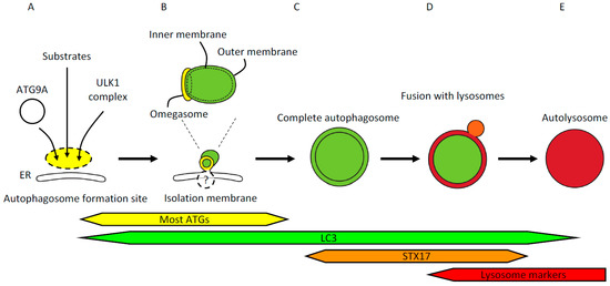 Monitoring and Measuring Autophagy