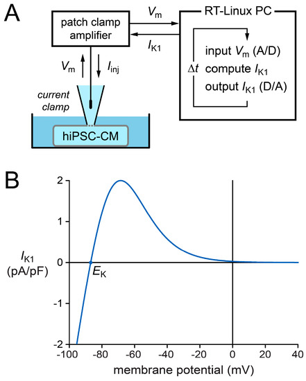 Patch-Clamp Recording from Human Induced Pluripotent Stem Cell-Derived ...