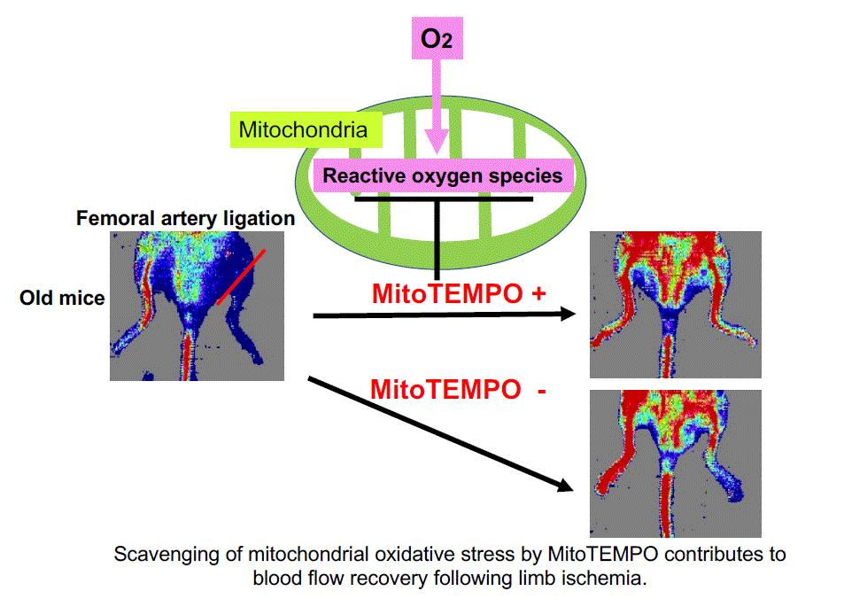 IJMS | Free Full-Text | Mitochondrial-Targeted Antioxidant Maintains ... IJMS | Free Full-Text | Mitochondrial-Targeted Antioxidant Maintains ...