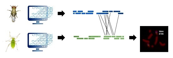 IJMS | Free Full-Text | Comparative Gene Mapping as a Tool to ...