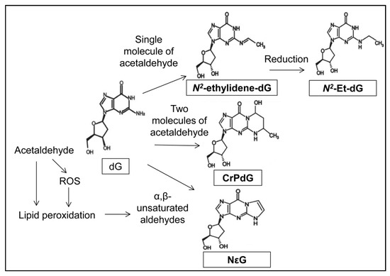 Molecular Mechanisms of Acetaldehyde-Mediated Carcinogenesis in ...