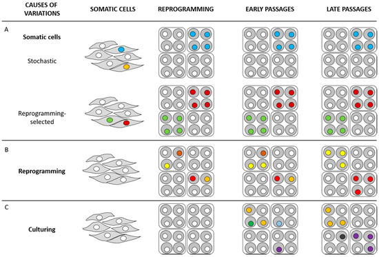 IJMS | Free Full-Text | Induced Pluripotent Stem Cells: Advances in the ...