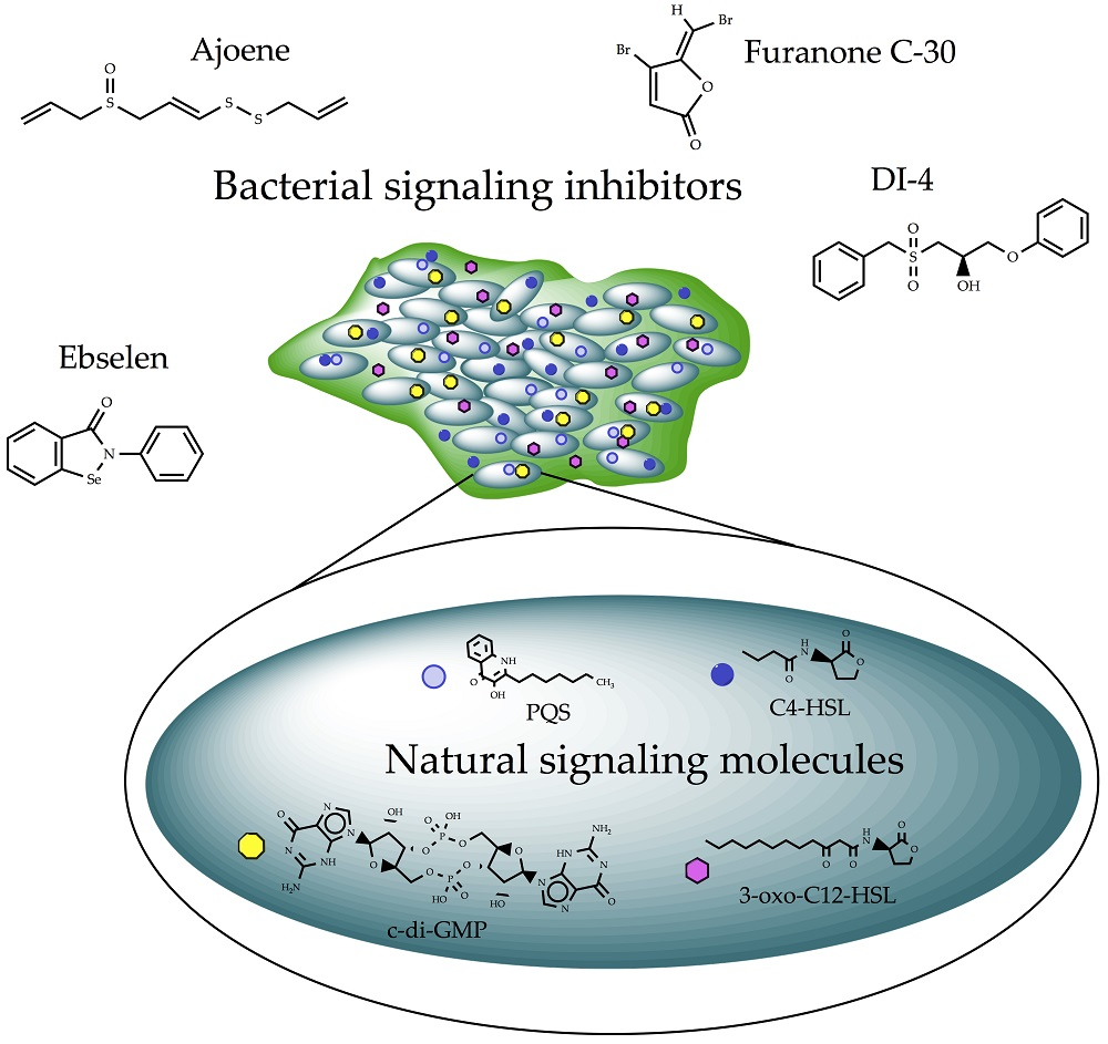 IJMS | Free Full-Text | Bacterial Biofilm Control by Perturbation of Bacterial Signaling Processes