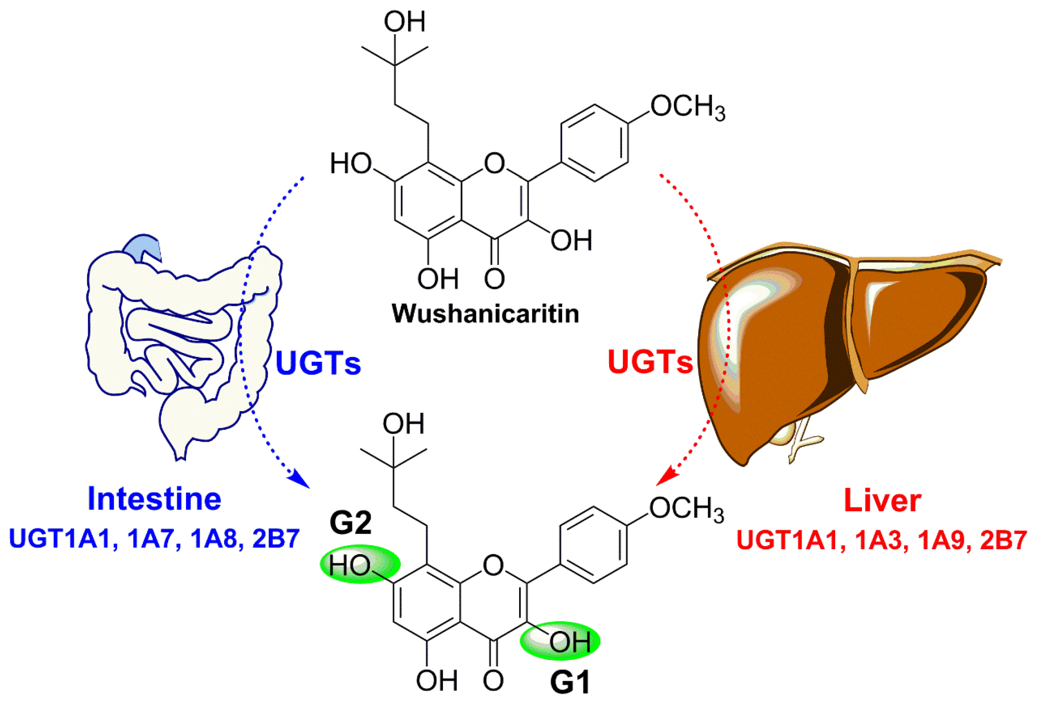 IJMS | Free Full-Text | In Vitro Glucuronidation of Wushanicaritin by ...
