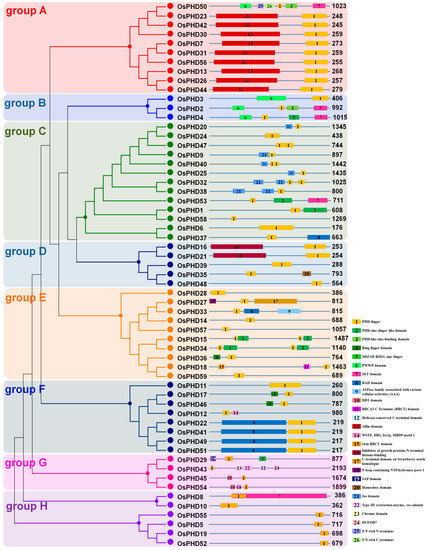 Genome-Wide Identification of the PHD-Finger Family Genes and Their ...