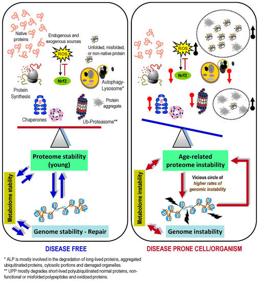 IJMS | Special Issue : Mechanisms Leading to Genomic Instability