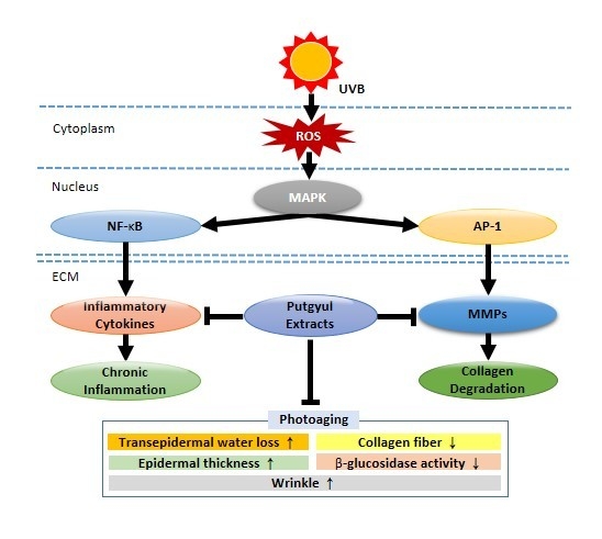 IJMS | Free Full-Text | Anti-Photoaging Effect of Jeju Putgyul (Unripe ...