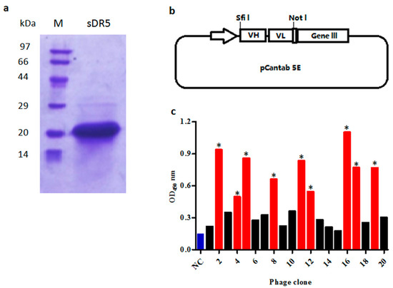 A Novel Fully Human Agonistic Single Chain Fragment Variable Antibody ...