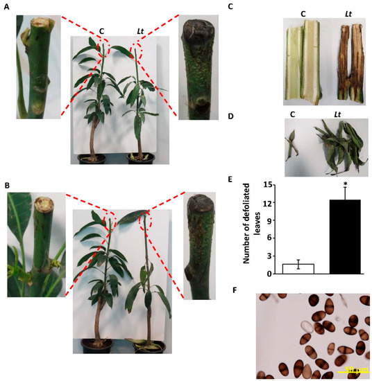 Detection and Management of Mango Dieback Disease in the United Arab ...