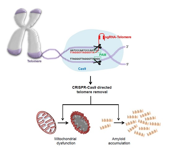 IJMS | Free Full-Text | CRISPR-Cas9 Mediated Telomere Removal Leads to Mitochondrial Stress and ...