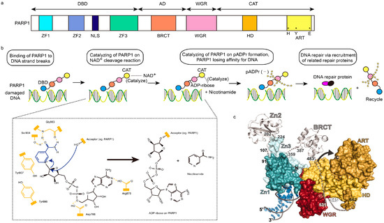 PARP1 in Carcinomas and PARP1 Inhibitors as Antineoplastic Drugs
