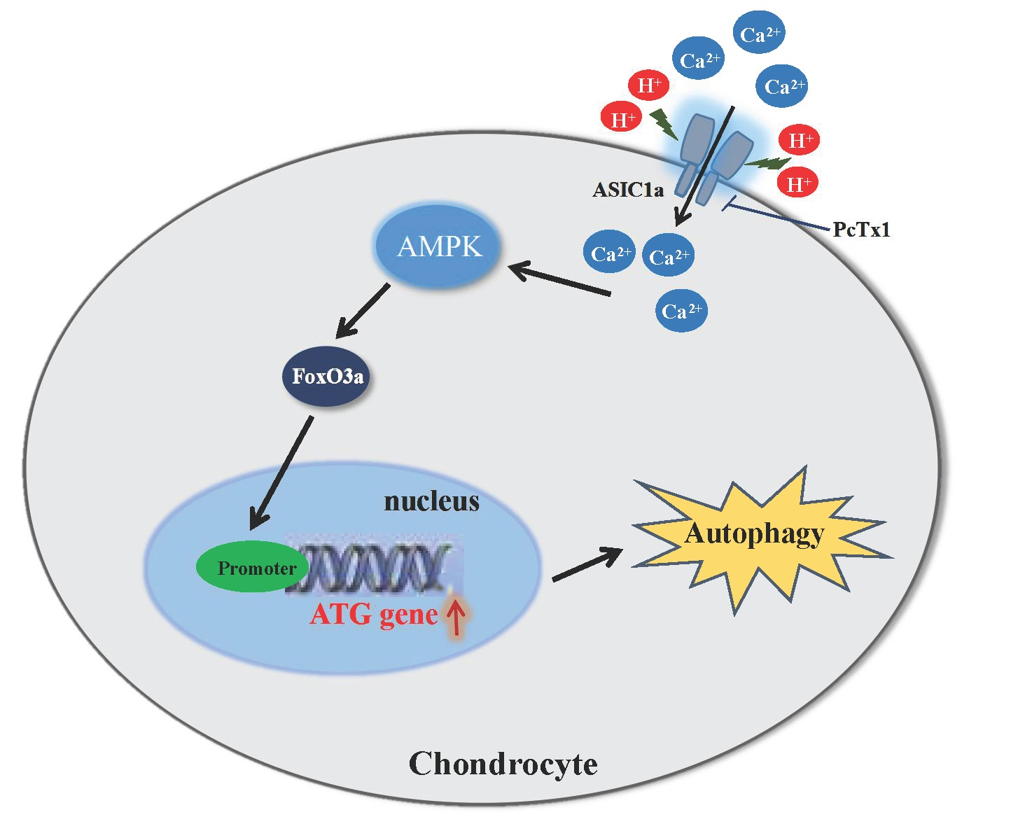 IJMS | Free Full-Text | ASIC1a Promotes Acid-Induced Autophagy in Rat ...
