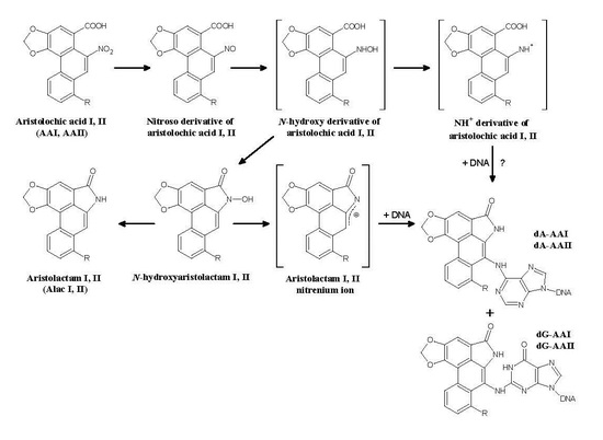 IJMS | Free Full-Text | DNA Adducts Formed by Aristolochic Acid Are Unique Biomarkers of ...