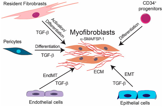 IJMS | Special Issue : TGF-beta Family in Fibrosis and Cancer