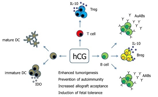 IJMS | Free Full-Text | Human Chorionic Gonadotropin as a Pivotal ...