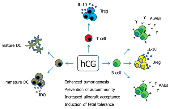 Human Chorionic Gonadotropin as a Pivotal Endocrine Immune Regulator ...