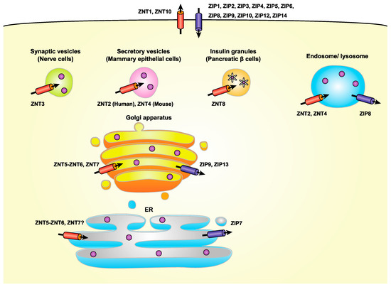 IJMS | Free Full-Text | Understanding the Contribution of Zinc ...