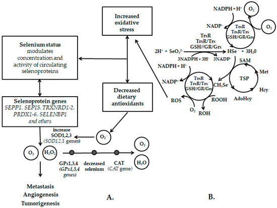 A Summary of New Findings on the Biological Effects of Selenium in ...