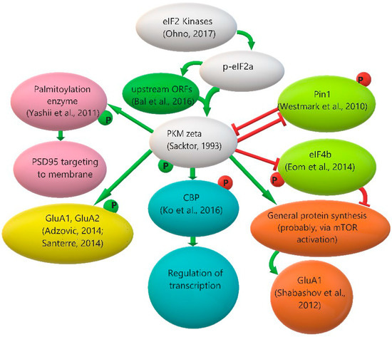 IJMS | Free Full-Text | Kinases of eIF2a Switch Translation of mRNA ...