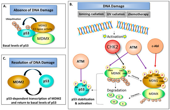 The Role of MDM2 in Promoting Genome Stability versus Instability