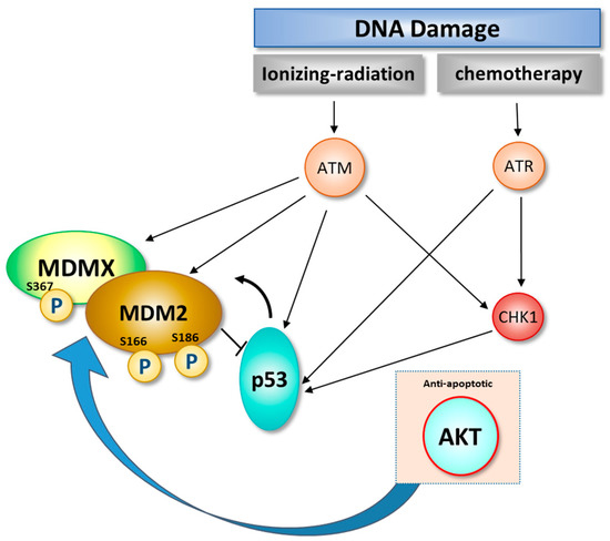 IJMS | Free Full-Text | The Role of MDM2 in Promoting Genome Stability ...