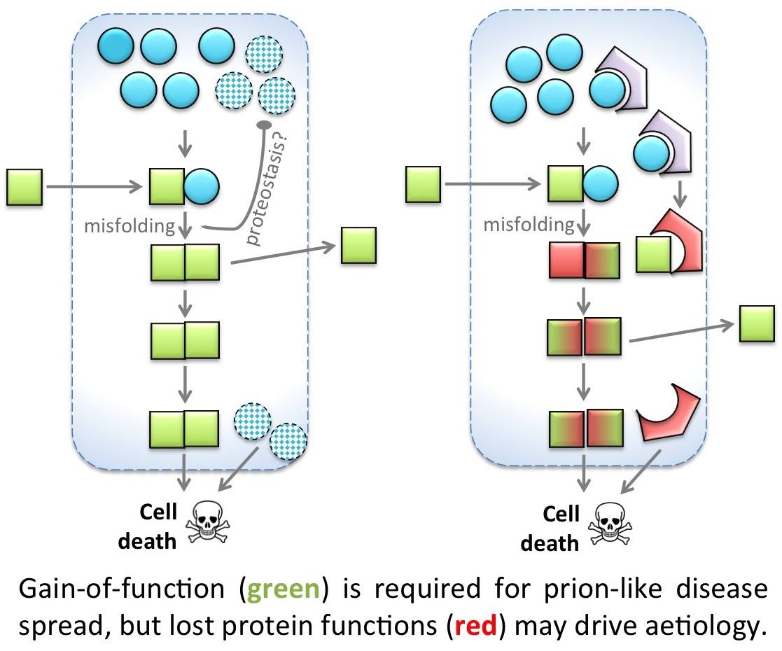IJMS | Free Full-Text | Reduced Abundance and Subverted Functions of ...