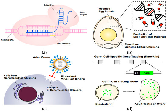 Genome Modification Technologies and Their Applications in Avian Species